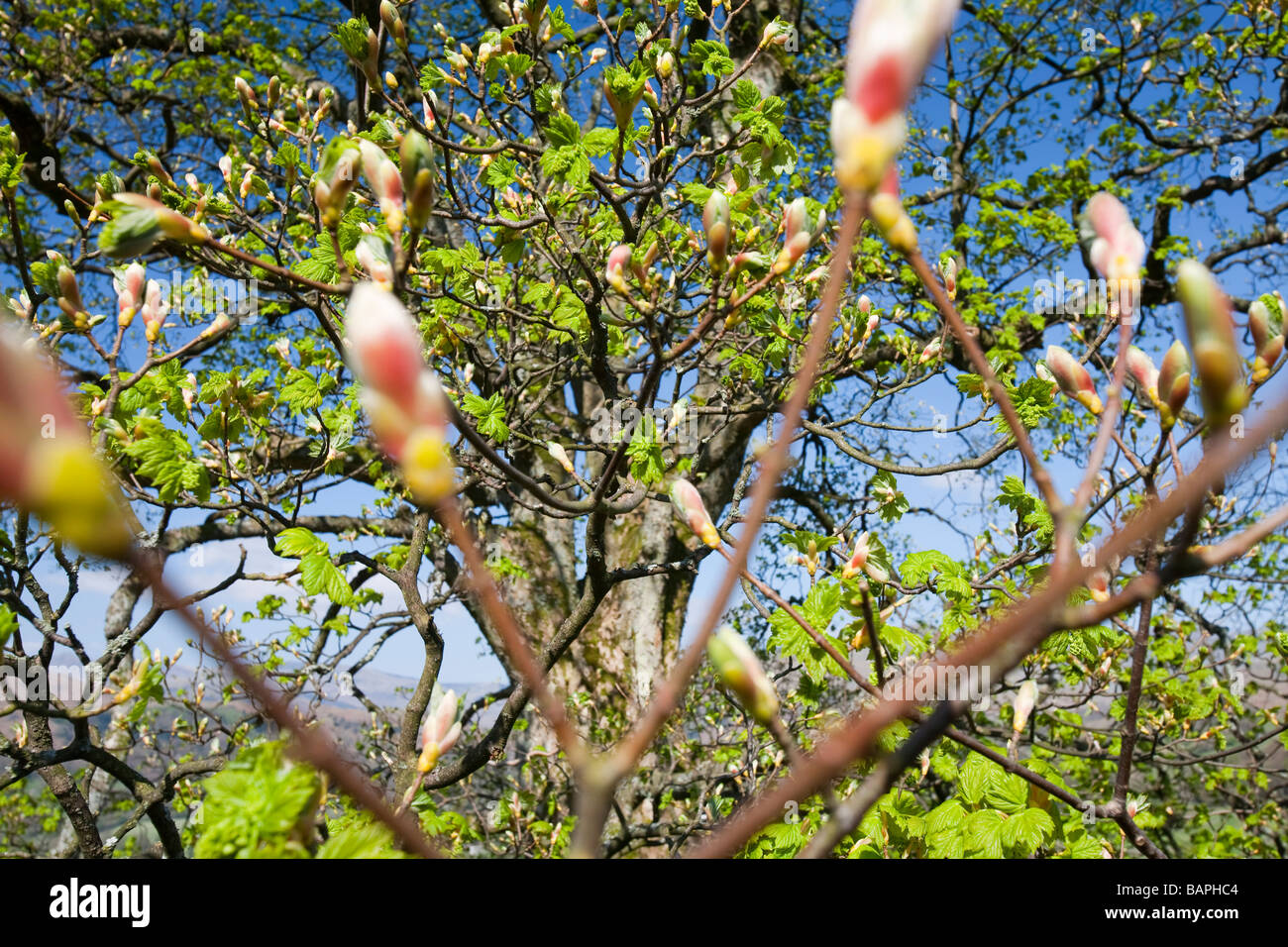 Buds and leaves emerging from a Sycamore tree in spring in Ambleside UK ...