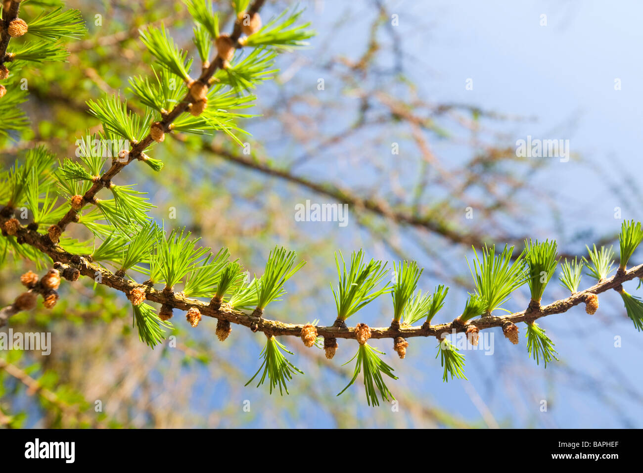Larch Tree Uk High Resolution Stock Photography and Images - Alamy