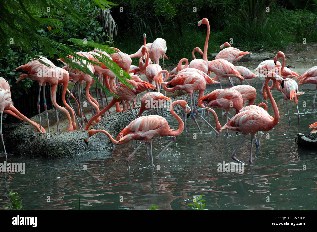 Shot of Flamingo's at Bermuda Aquarium, Museum and Zoo Stock Photo - Alamy