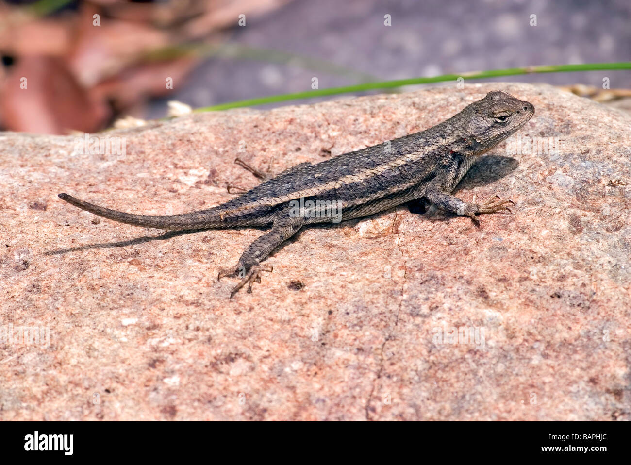 Striped plateau lizard hi-res stock photography and images - Alamy
