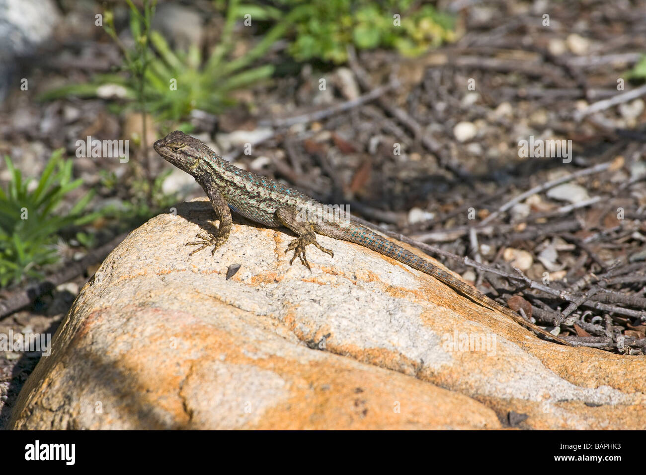 Western Fence Lizard Stock Photo - Alamy