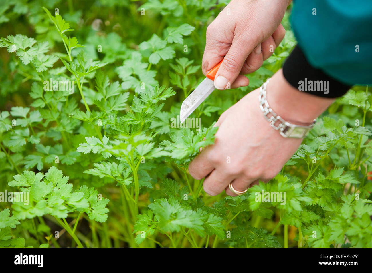 A woman cutting french parsley for eating Stock Photo - Alamy