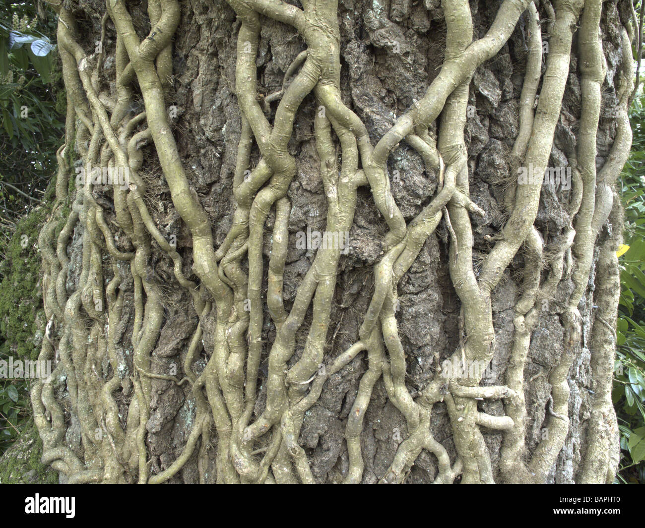Ivy roots tree hi-res stock photography and images - Alamy