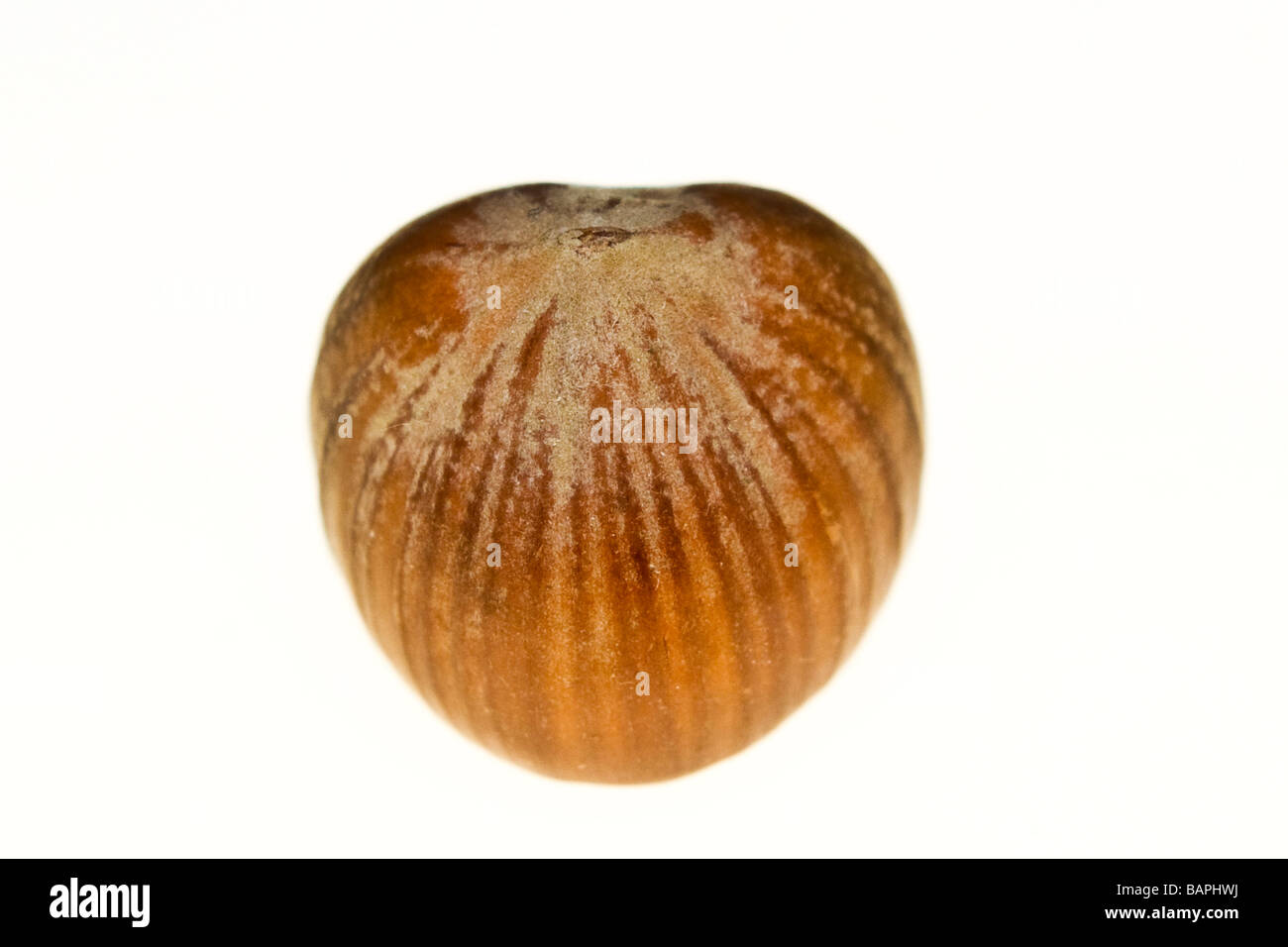 fruit hazelnut light brown hazel nut Stock Photo - Alamy
