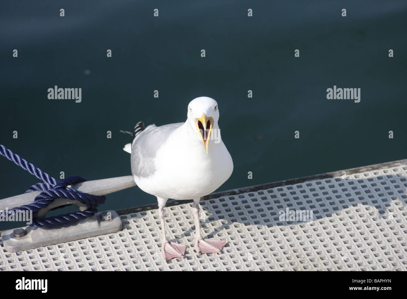 Feed me. Now! Stock Photo - Alamy