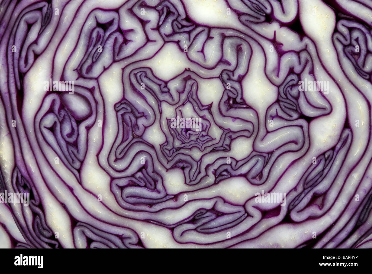 Close-up of red cabbage 5 Stock Photo - Alamy