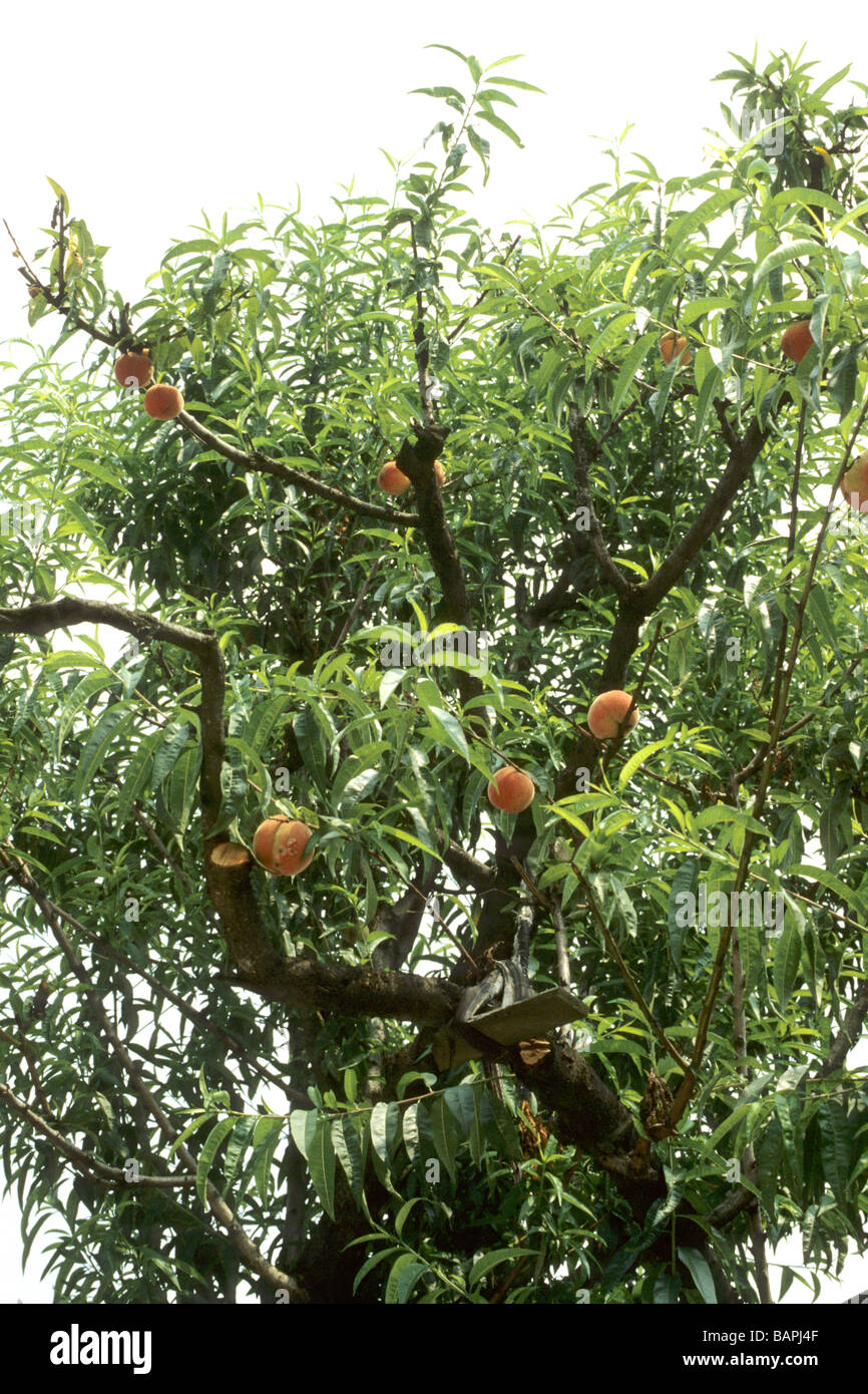 Peach with stalk and leaf hi-res stock photography and images - Alamy