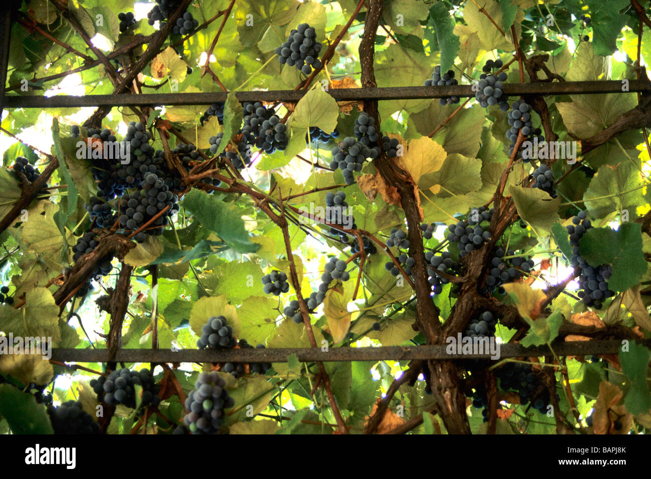 fruit american grape Stock Photo - Alamy
