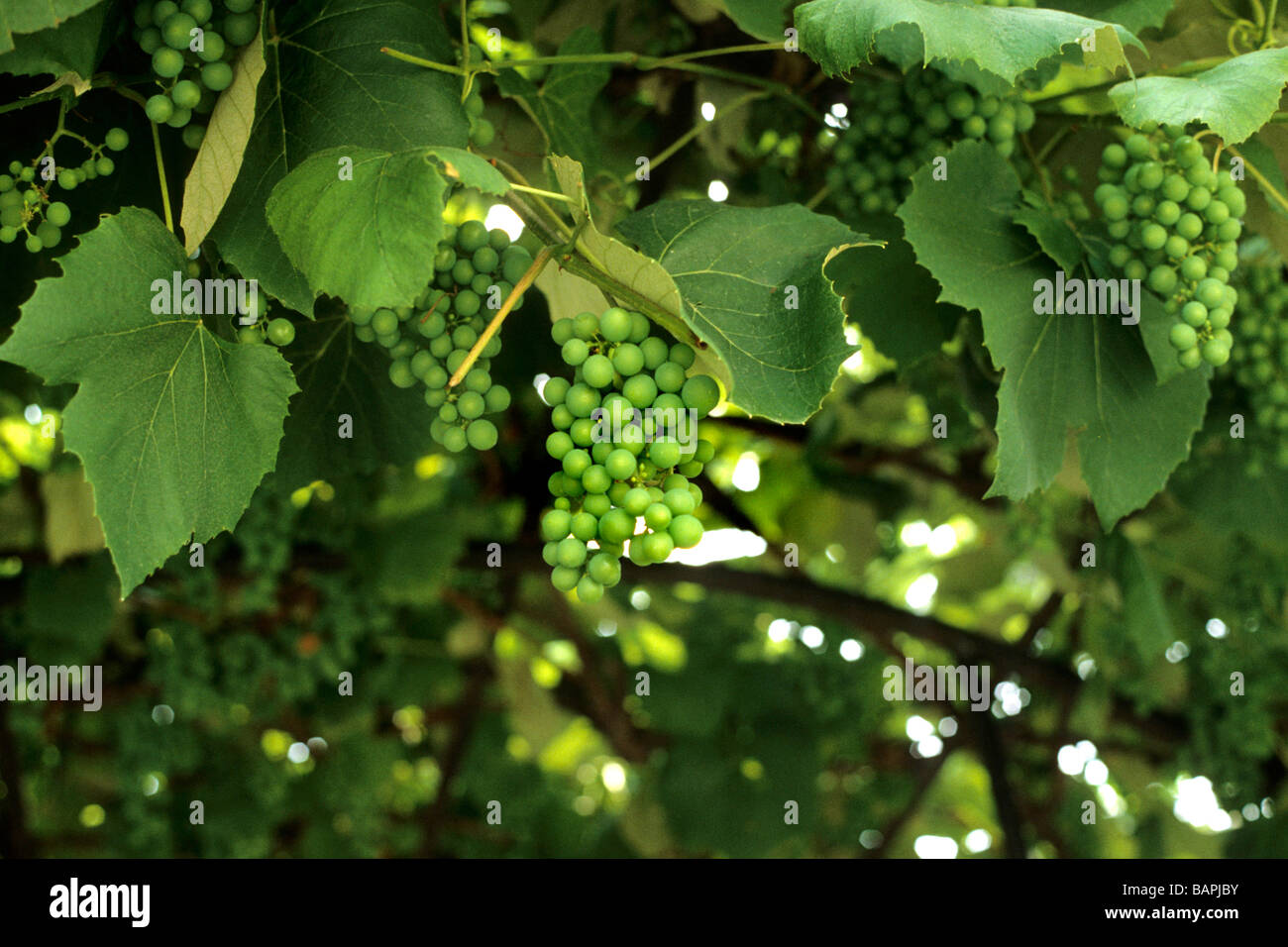 fruit american grape Stock Photo - Alamy