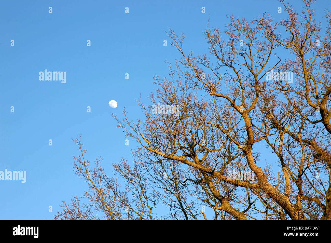 Canopy of tree tops hi-res stock photography and images - Alamy