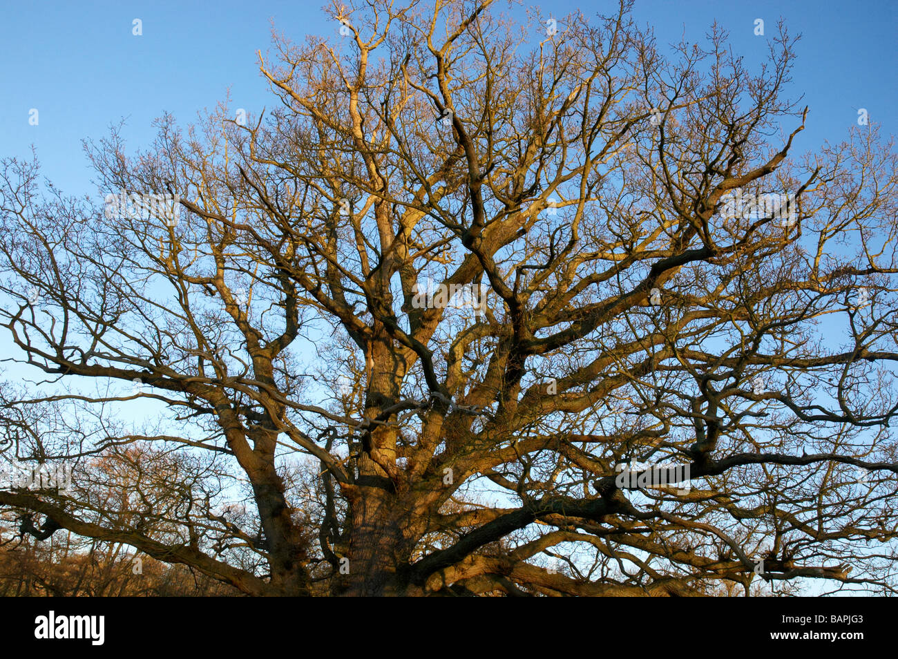 Canopy of tree tops hi-res stock photography and images - Alamy