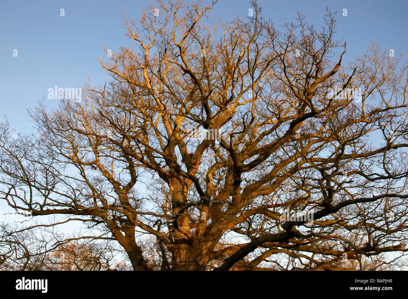 Canopy of tree tops hi-res stock photography and images - Alamy