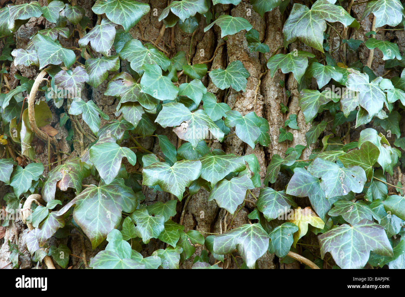 Ivy on a tree trunk Stock Photo - Alamy