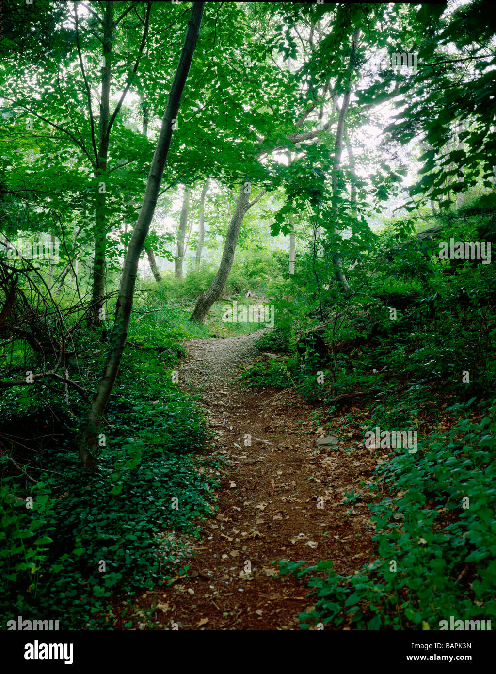 a walking path winds through the woods in a lush New England forest ...