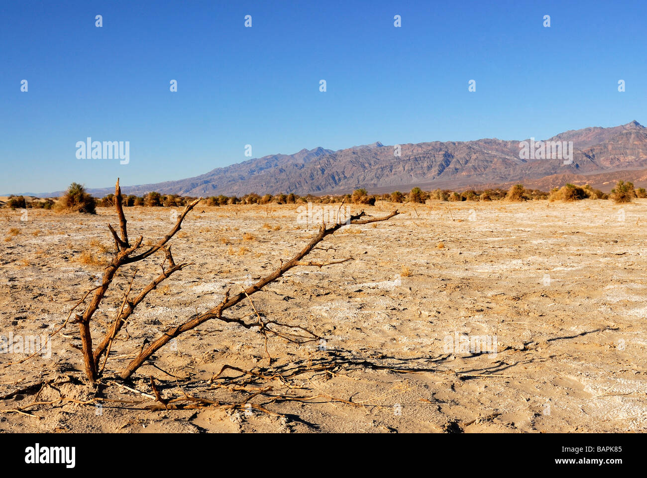 desert panorama with dry vegetation Stock Photo - Alamy