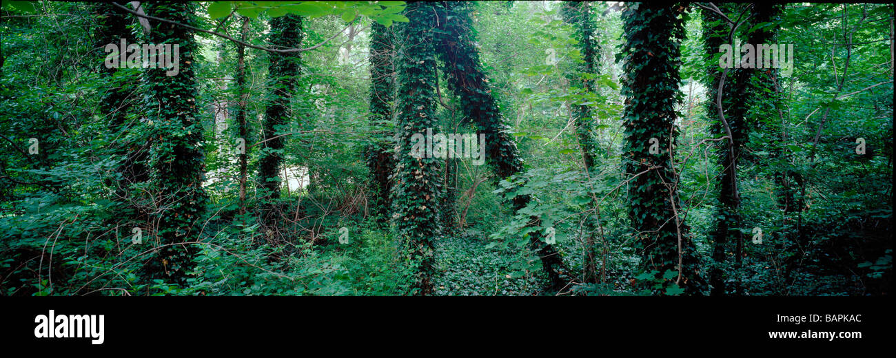 A panoramic image of a dense forest with ivy covered tree trunks Stock ...
