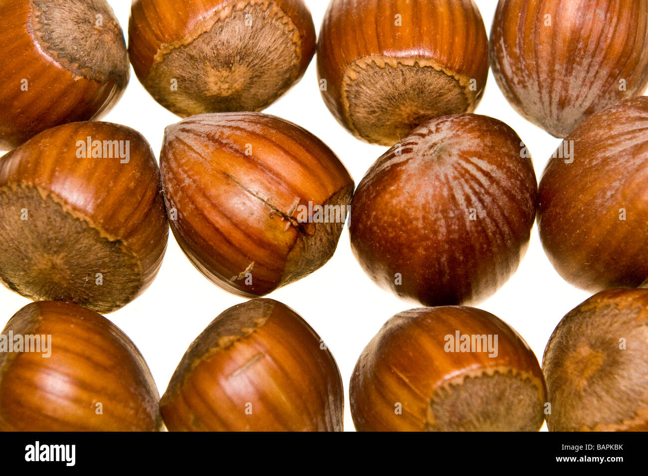 fruit hazelnut light brown hazel nut Stock Photo - Alamy