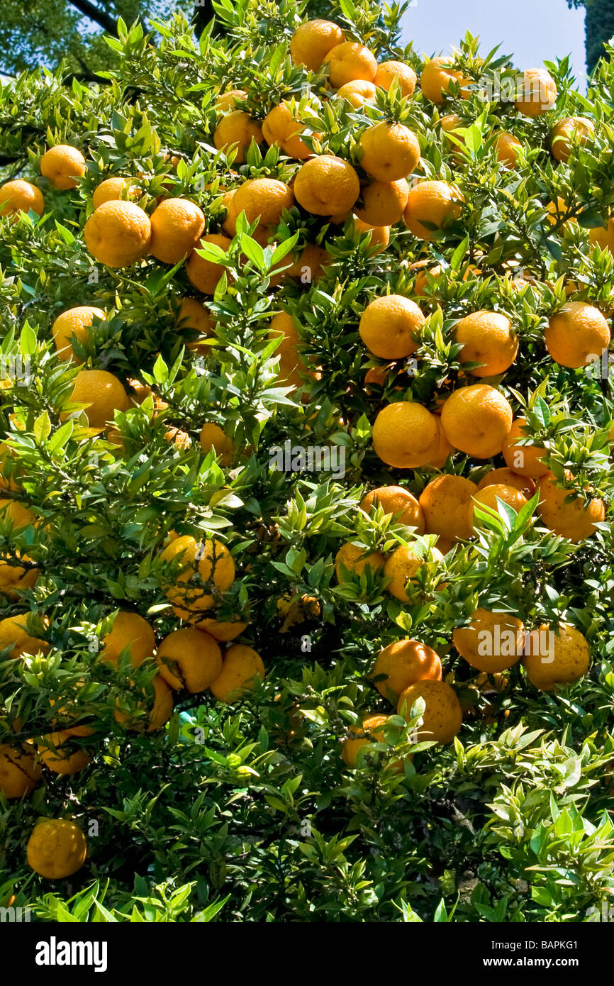 Chinotto garden hi-res stock photography and images - Alamy