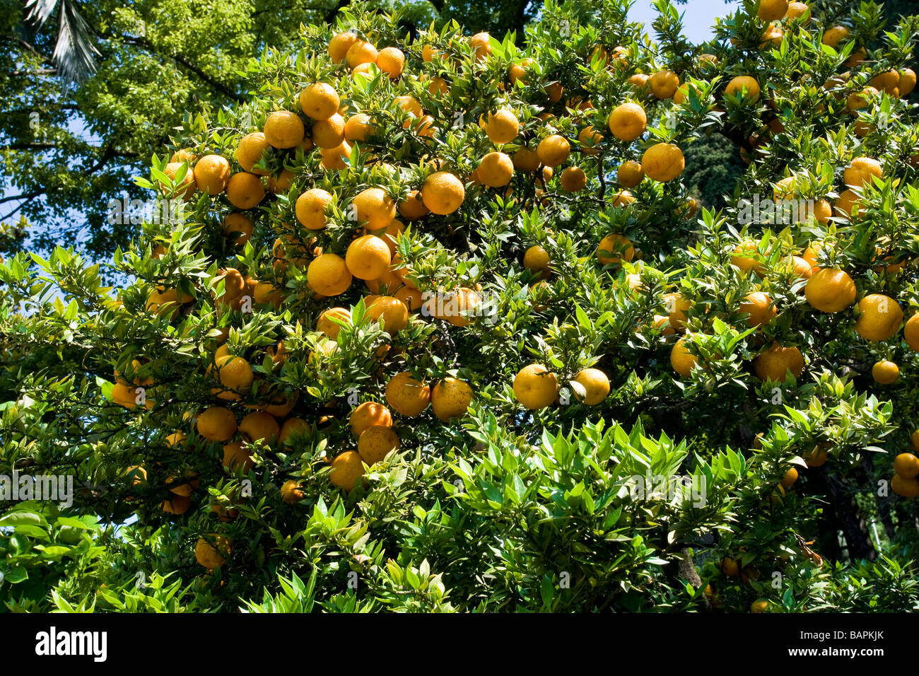 Chinotto hi-res stock photography and images - Alamy