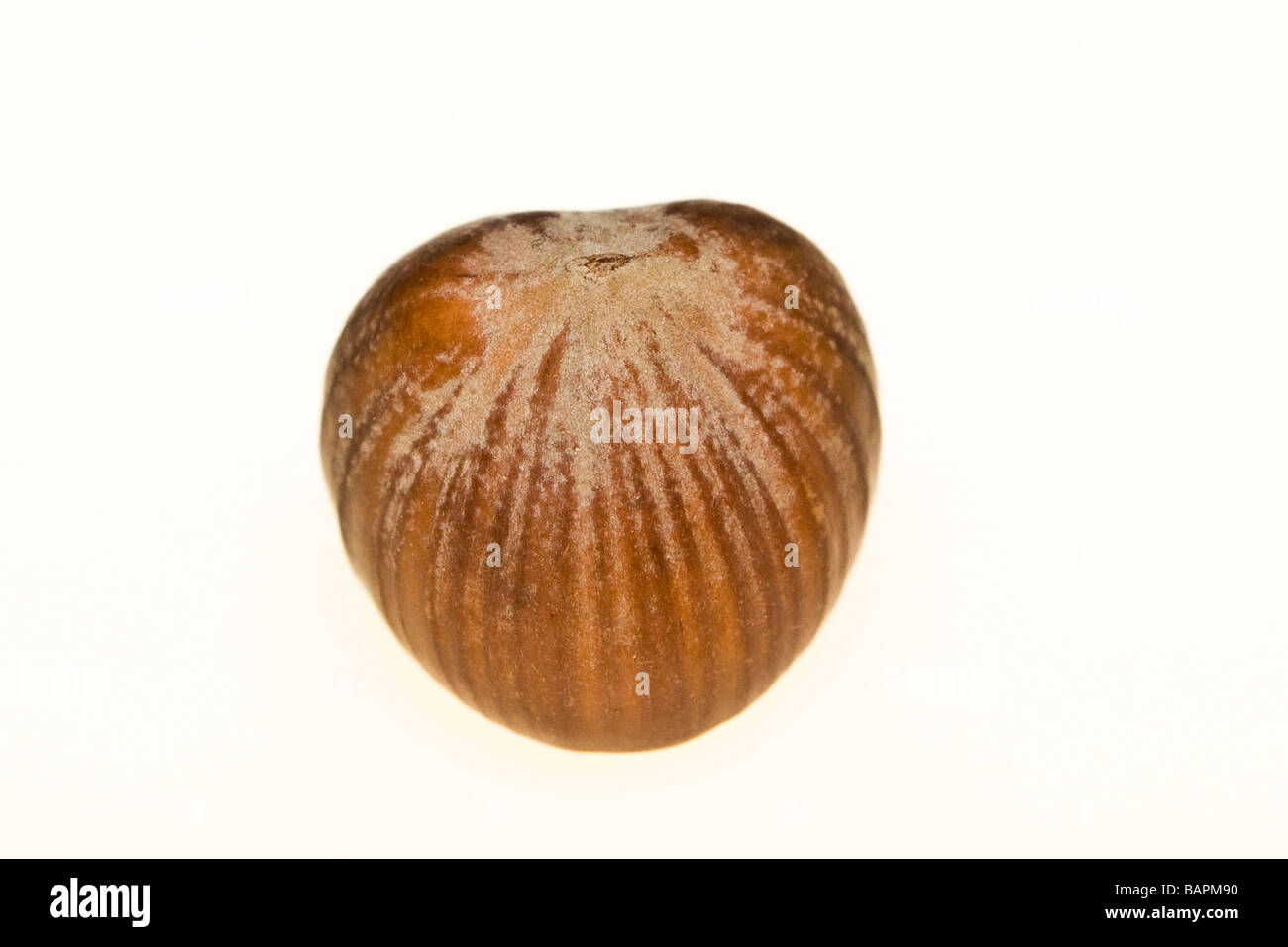 fruit hazelnut light brown hazel nut Stock Photo - Alamy