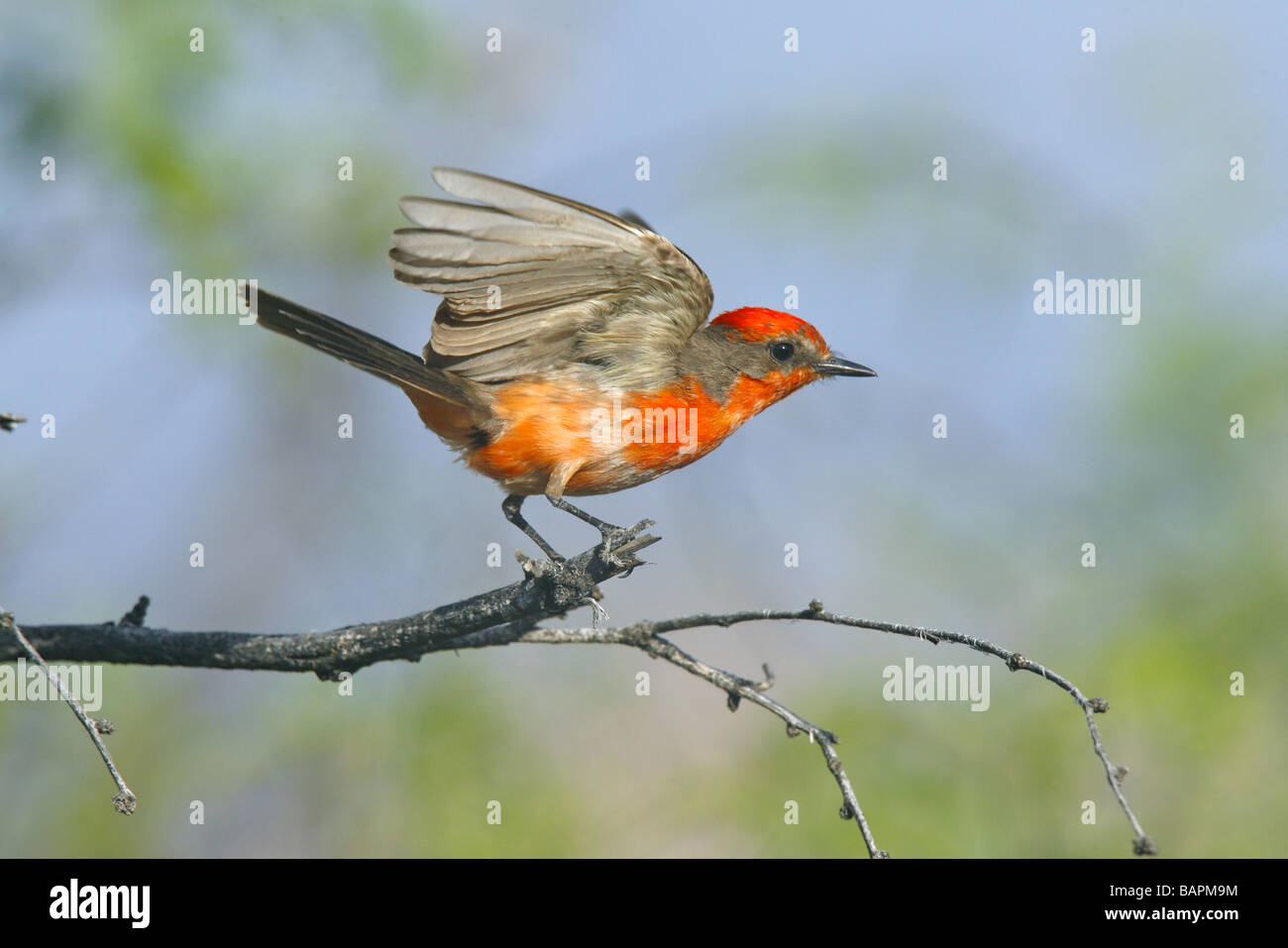 Vermilion Flycatcher lifts its wings in preparation for flight Stock ...