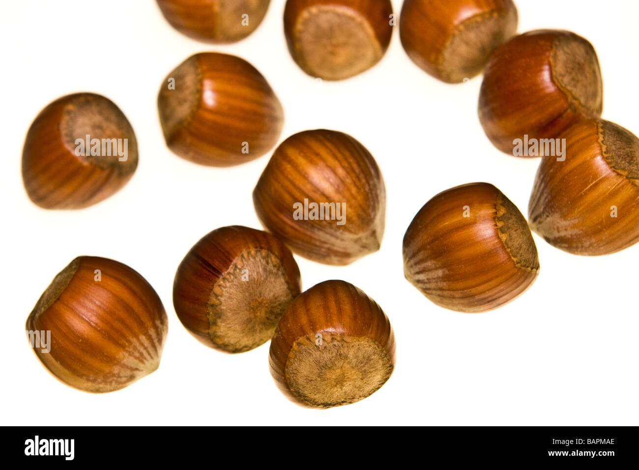 fruit hazelnut light brown hazel nut Stock Photo - Alamy