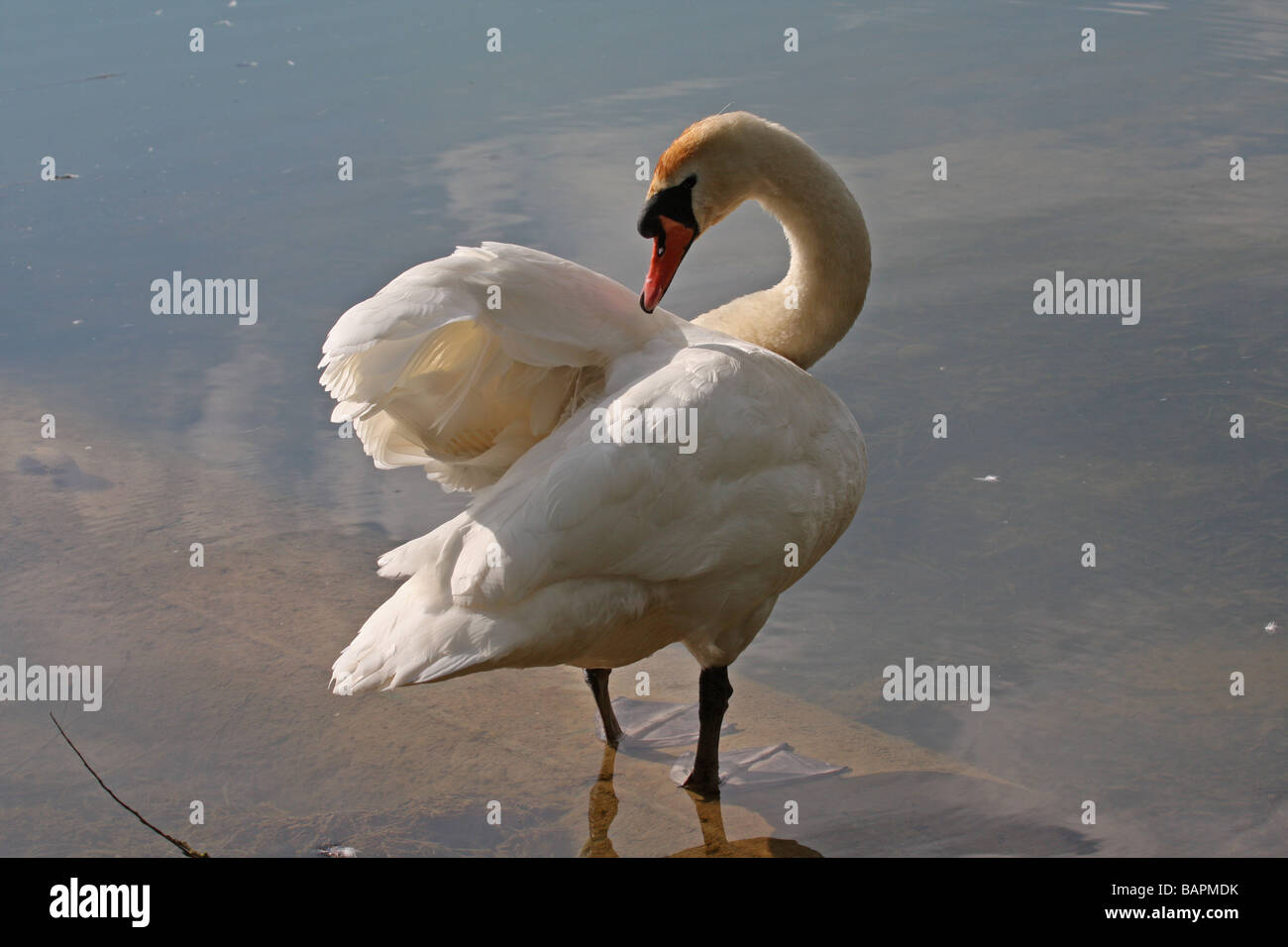 Swan standing hi-res stock photography and images - Alamy