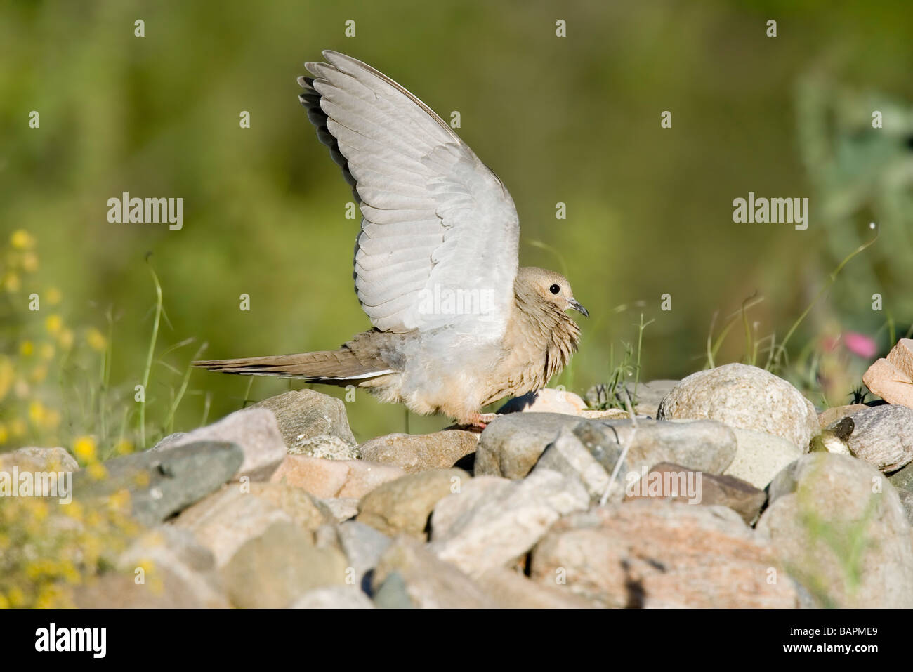 Dove hi-res stock photography and images - Alamy