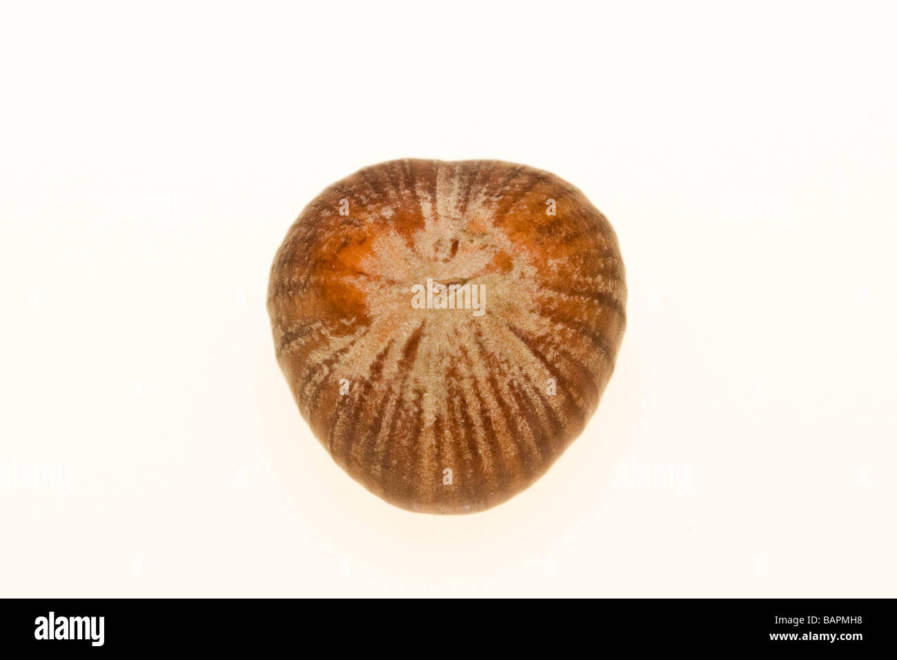 fruit hazelnut light brown hazel nut Stock Photo - Alamy
