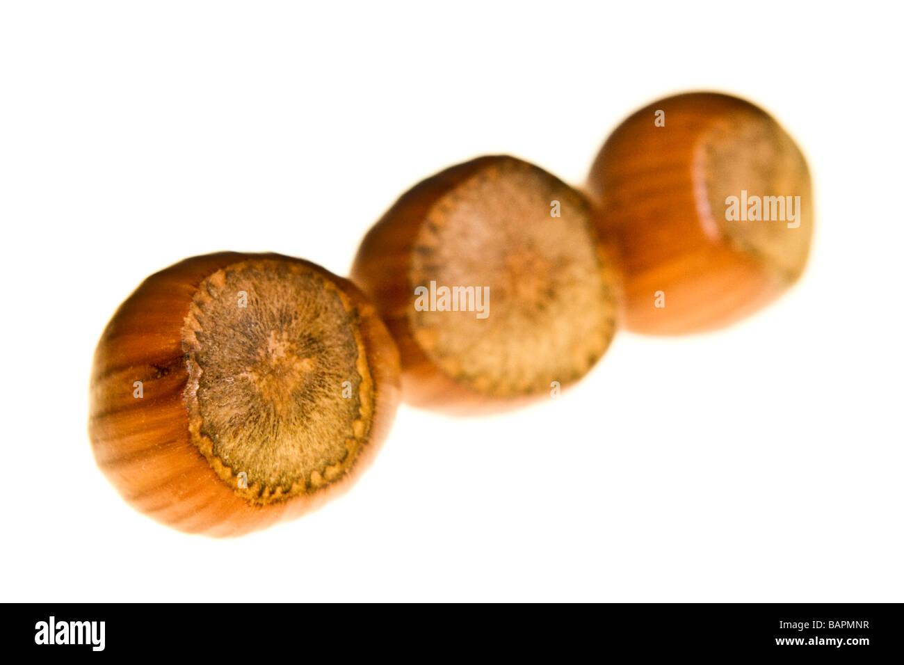 fruit hazelnut light brown hazel nut Stock Photo - Alamy