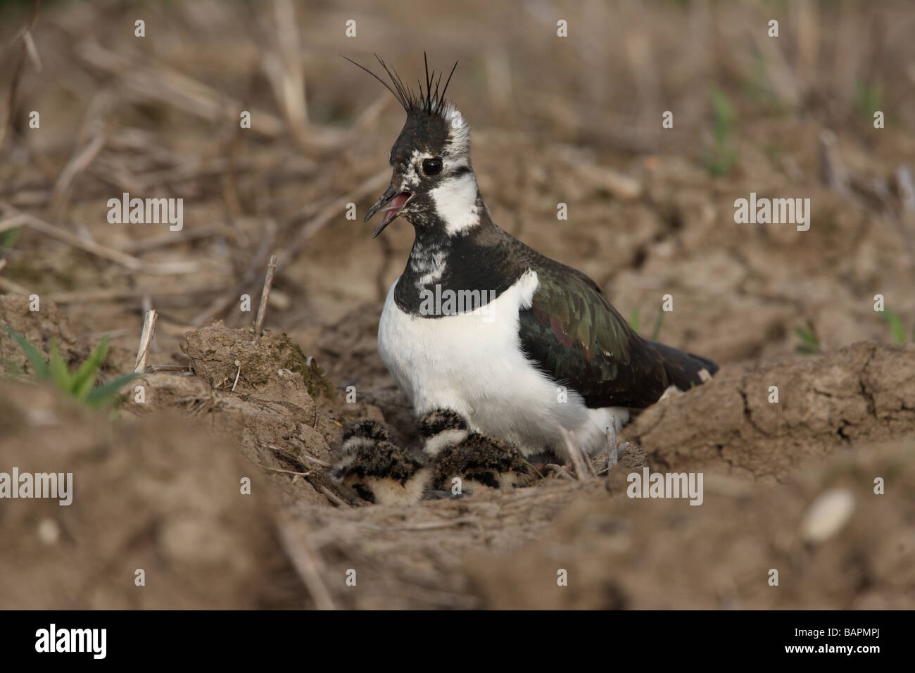Female northern lapwing vanellus vanellus hi-res stock photography and ...