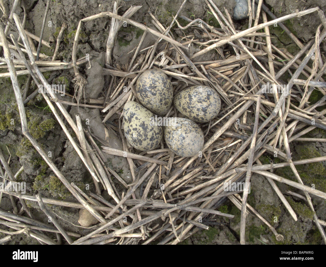 Lapwing nest eggs northern lapwing hi-res stock photography and images ...