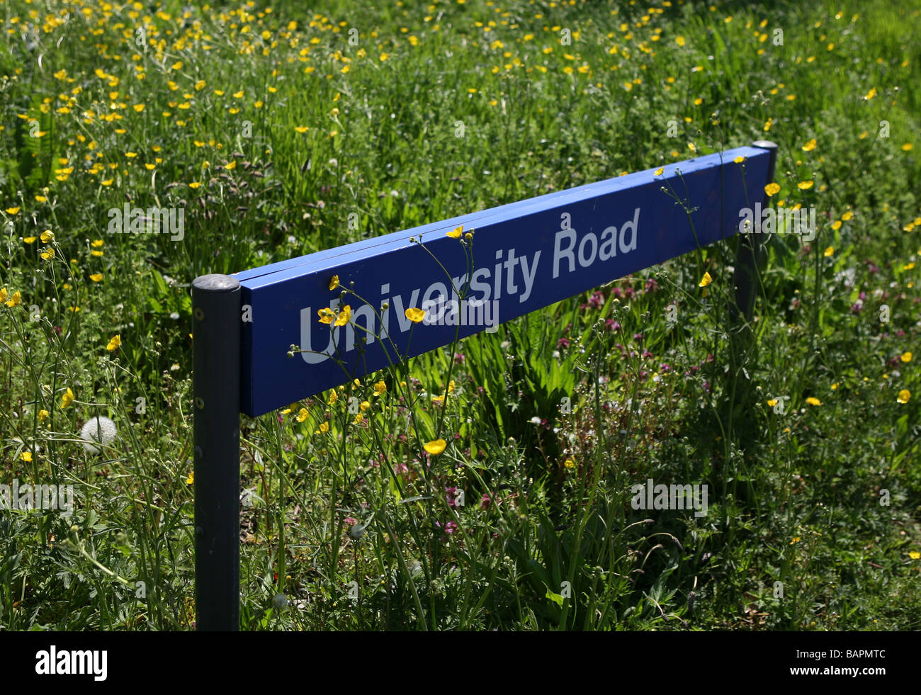 UK road sign University Road in amongst flora Stock Photo - Alamy