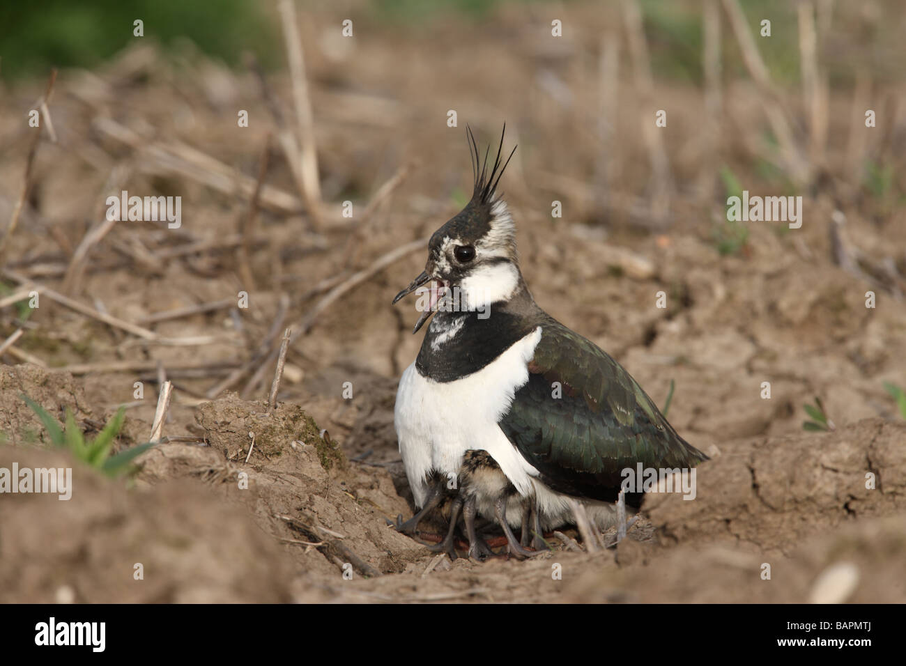 Northern lapwing Vanellus vanellus female with young Midlands spring ...