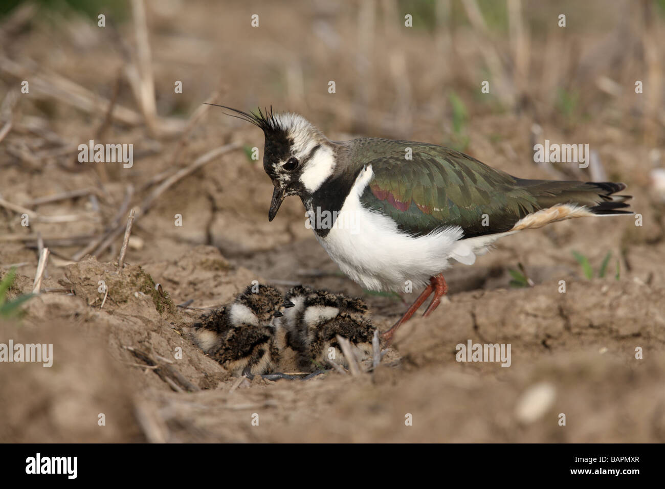 Female northern lapwing vanellus vanellus hi-res stock photography and ...