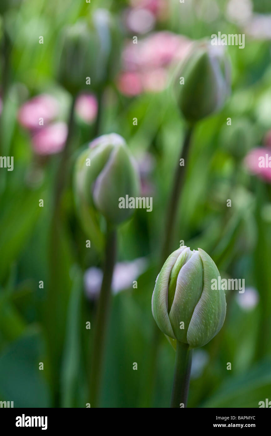 Tulips pics hi-res stock photography and images - Alamy