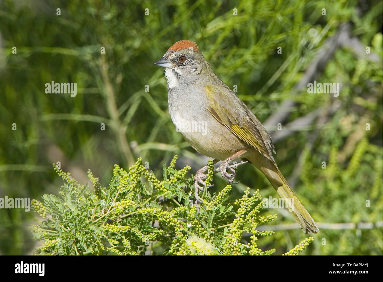 Green-tailed Towhee Pipilo chlorurus Tucson Pima County ARIZONA United ...