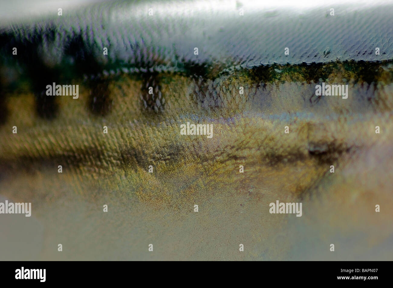 Scomber scombrus. Mackerel scales, close-up Stock Photo - Alamy