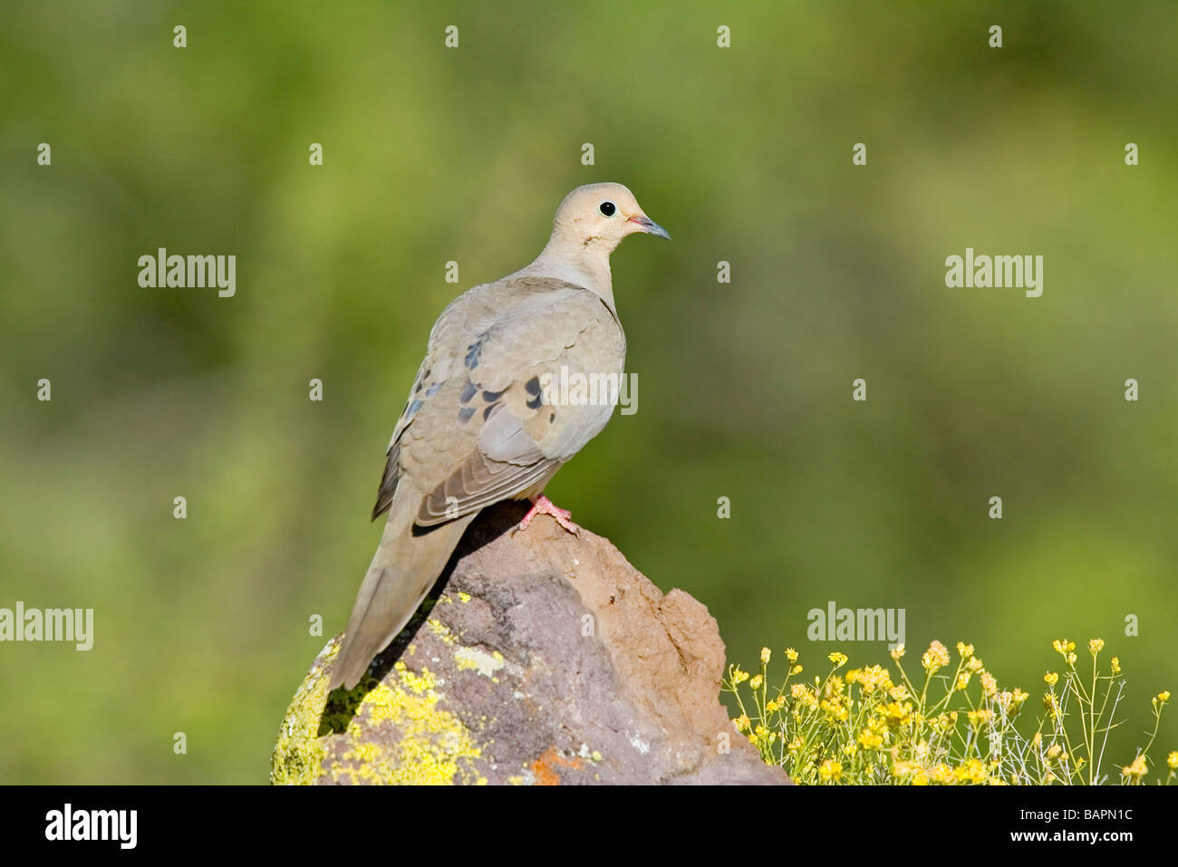 Dove hi-res stock photography and images - Alamy