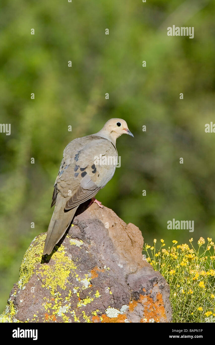 Macoura hi-res stock photography and images - Alamy