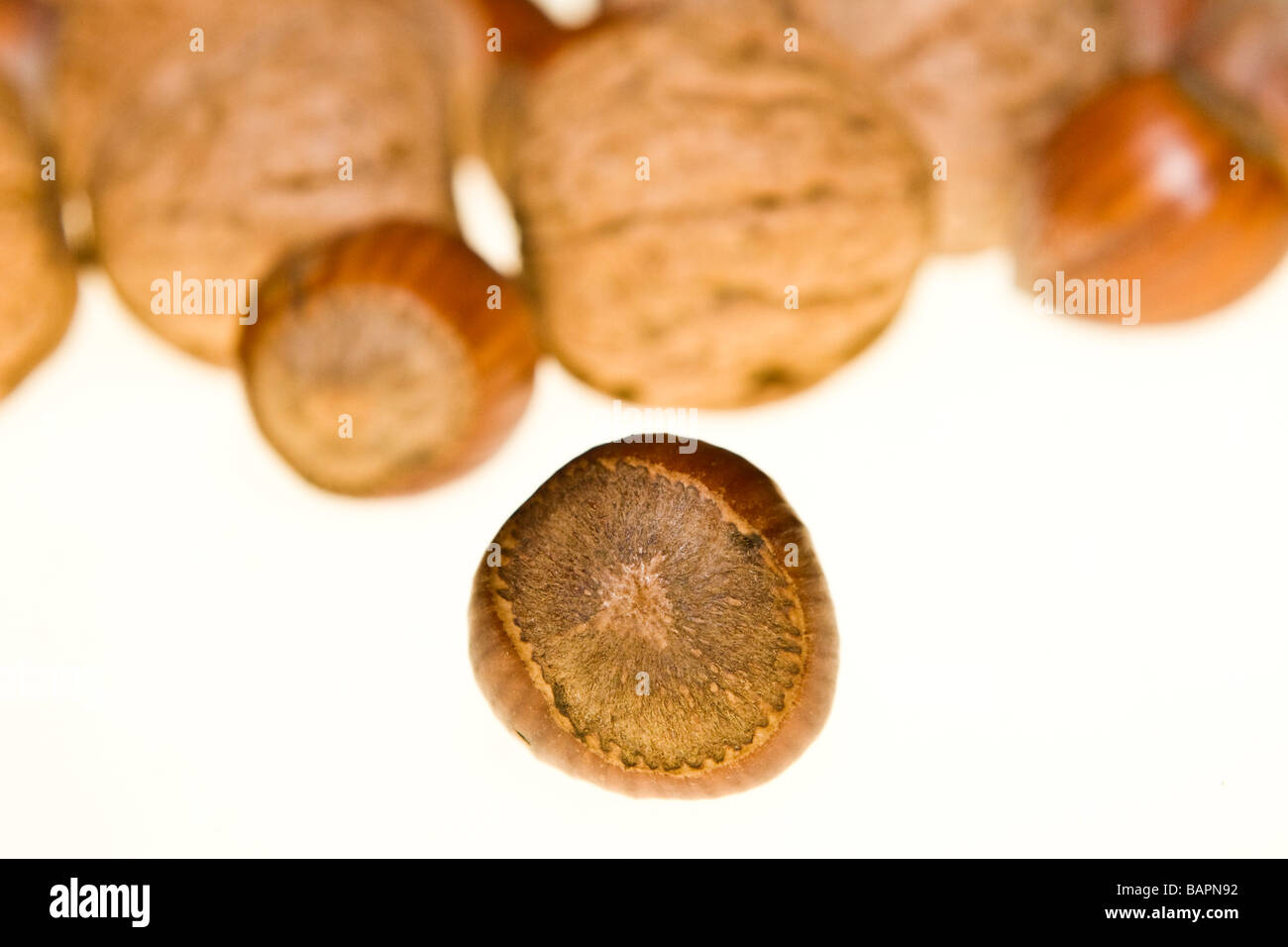fruit hazelnut light brown hazel nut Stock Photo - Alamy