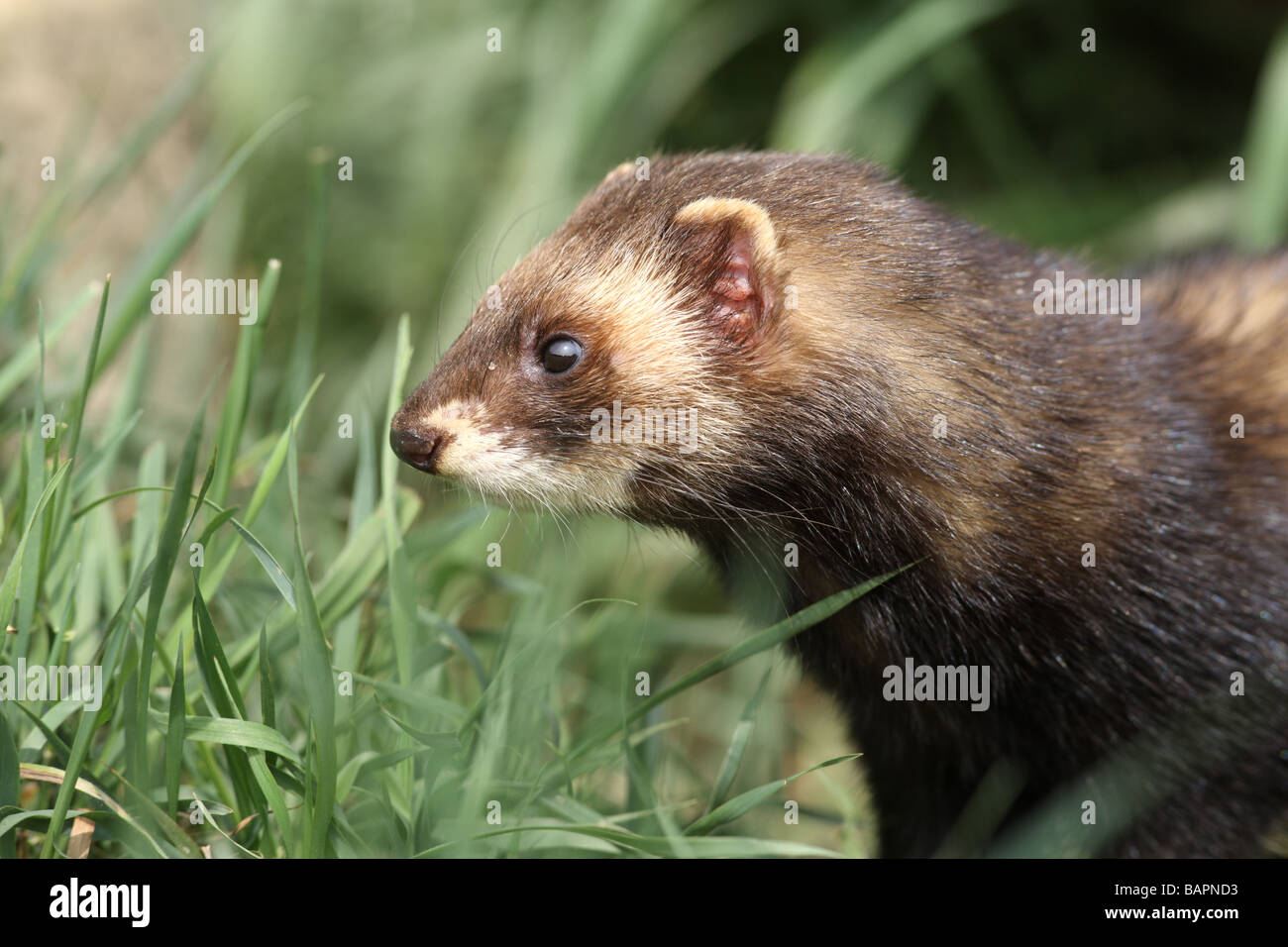 Polecat Putorius putorius Sussex spring Stock Photo - Alamy
