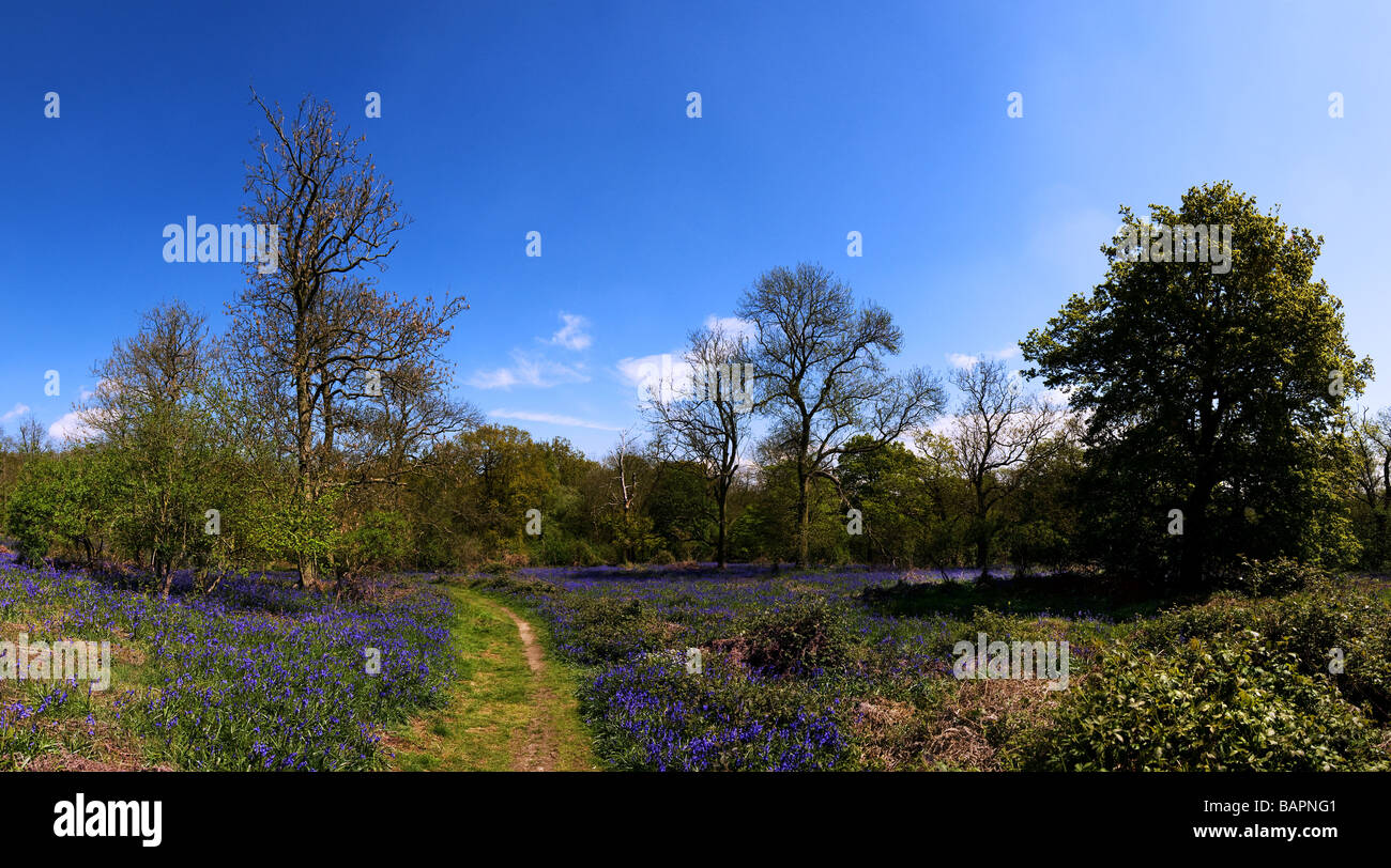 A panoramic view of bluebells in Coombe Wood in Essex Stock Photo - Alamy
