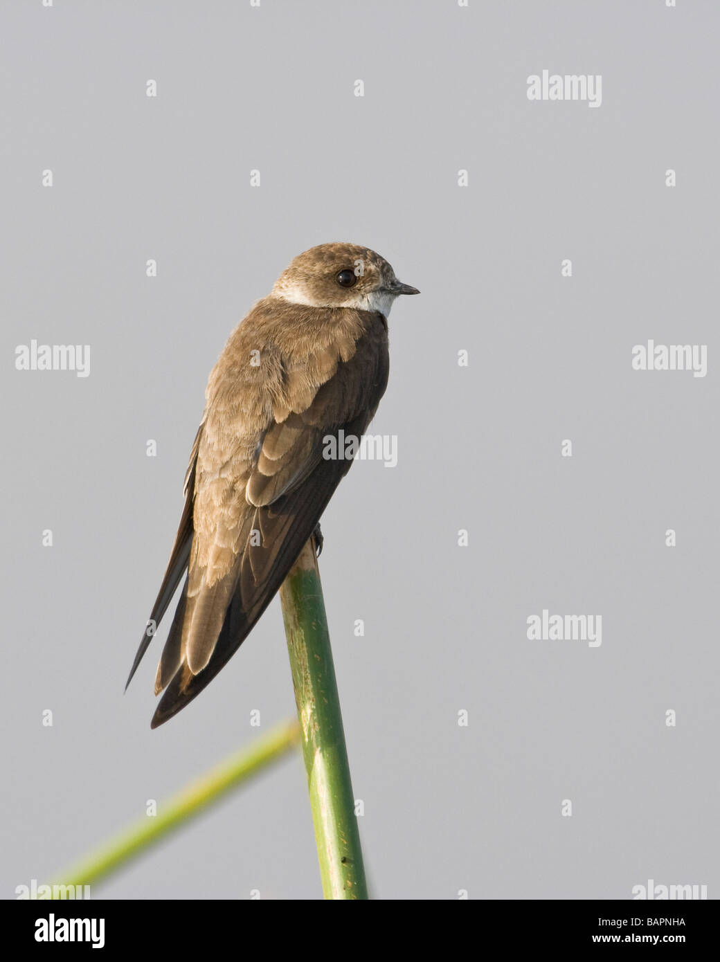 Plain martin hi-res stock photography and images - Alamy