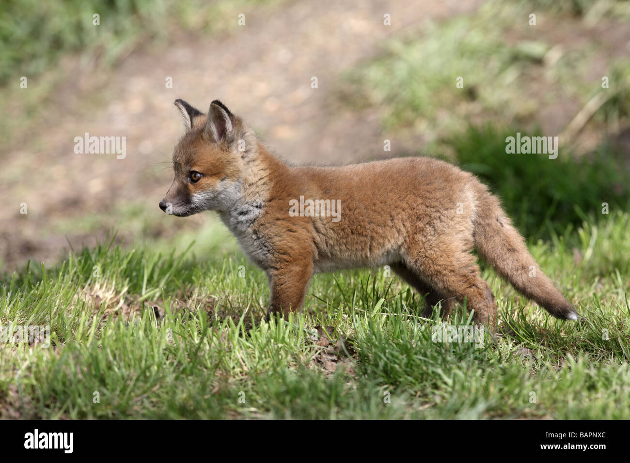 Red fox Vulpes vulpes cub Sussex spring Stock Photo - Alamy