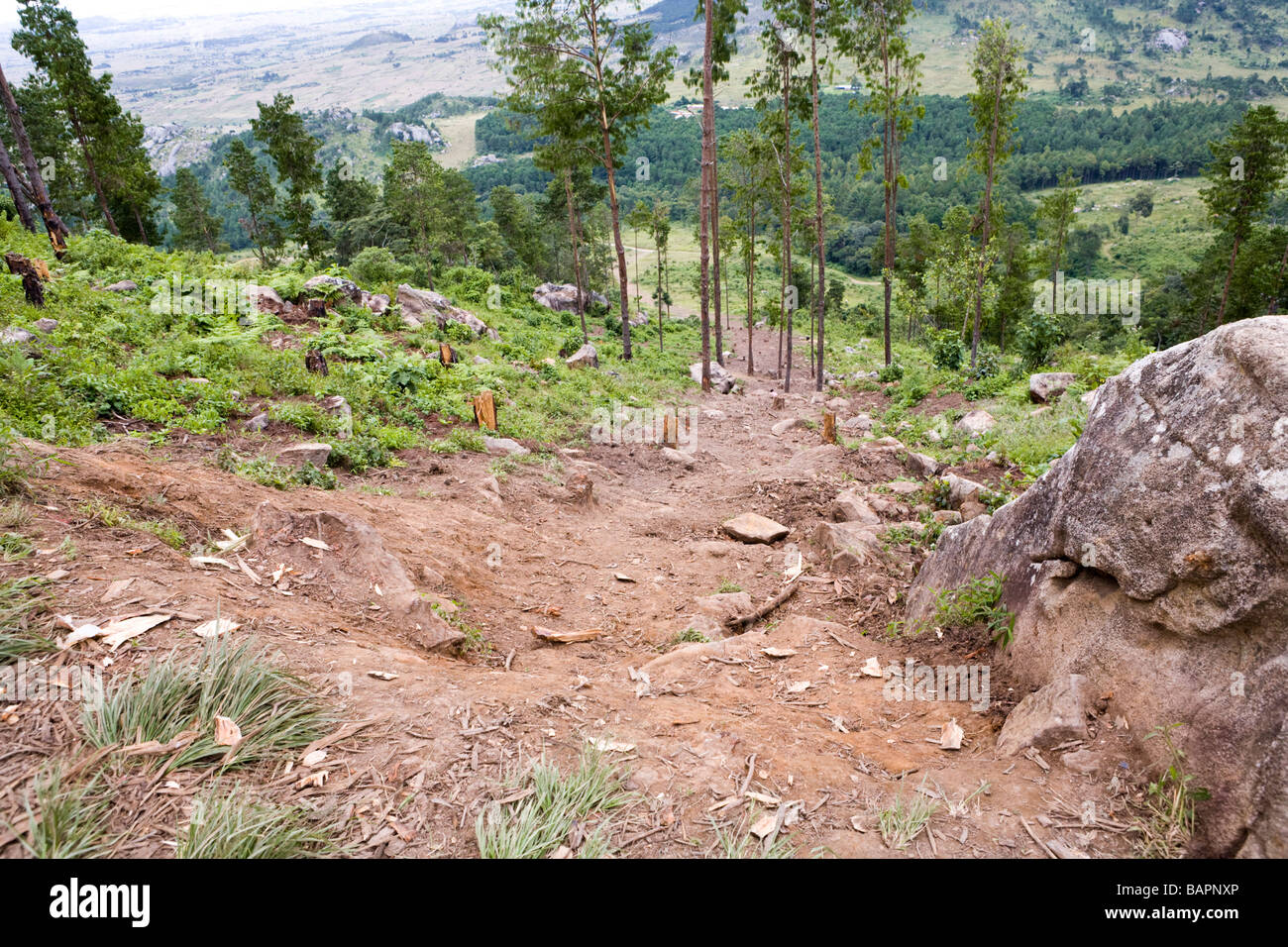 Erosion on Dedza Mountain caused by logging and timber extraction ...