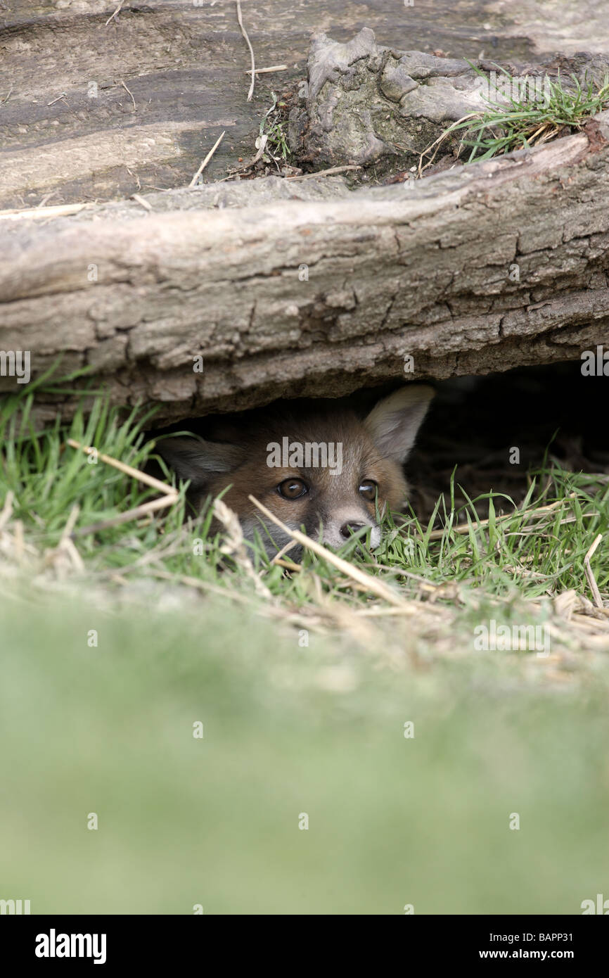 Red fox Vulpes vulpes cub Sussex spring Stock Photo - Alamy
