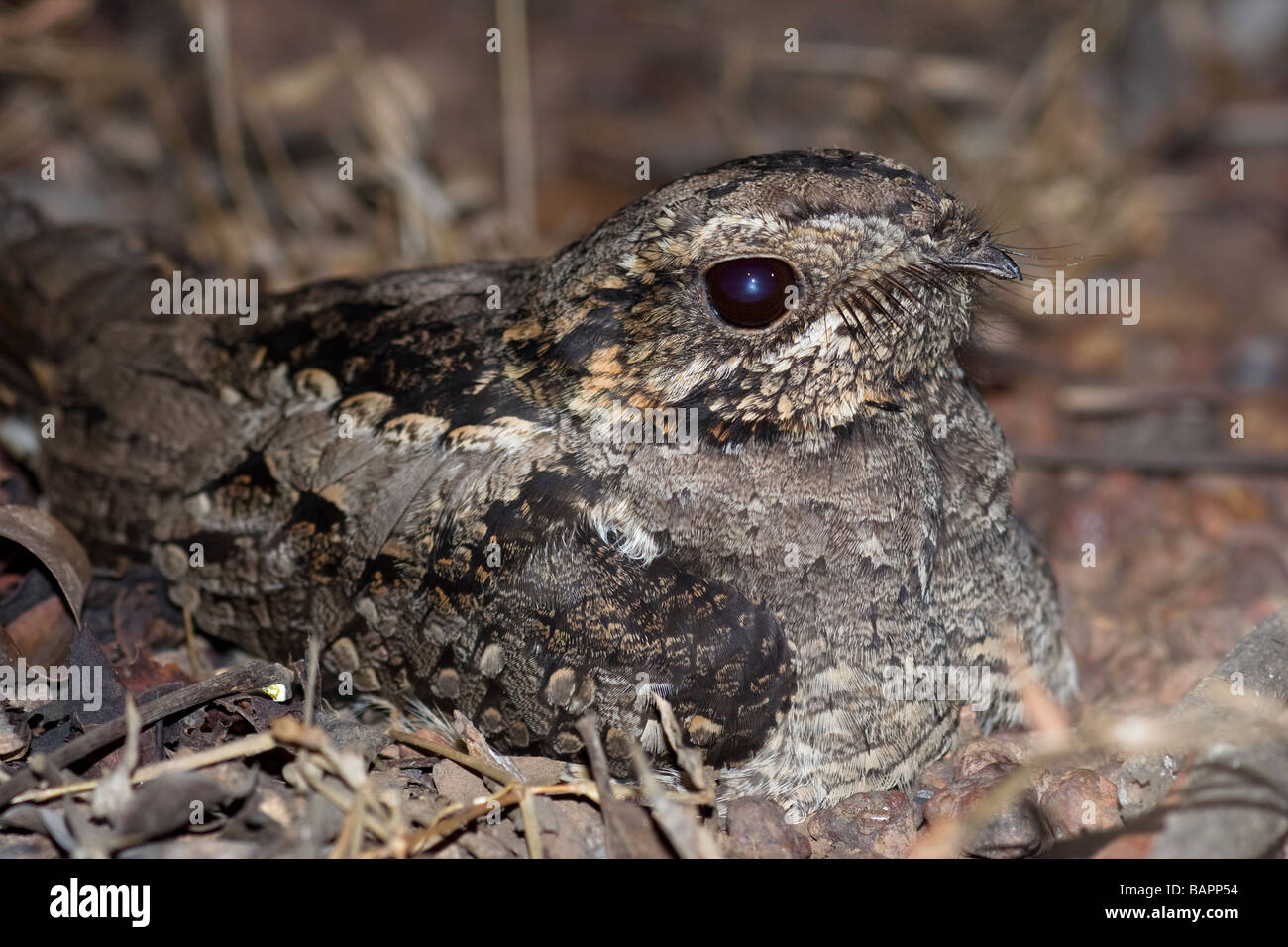 Grey Nightjar High Resolution Stock Photography and Images - Alamy