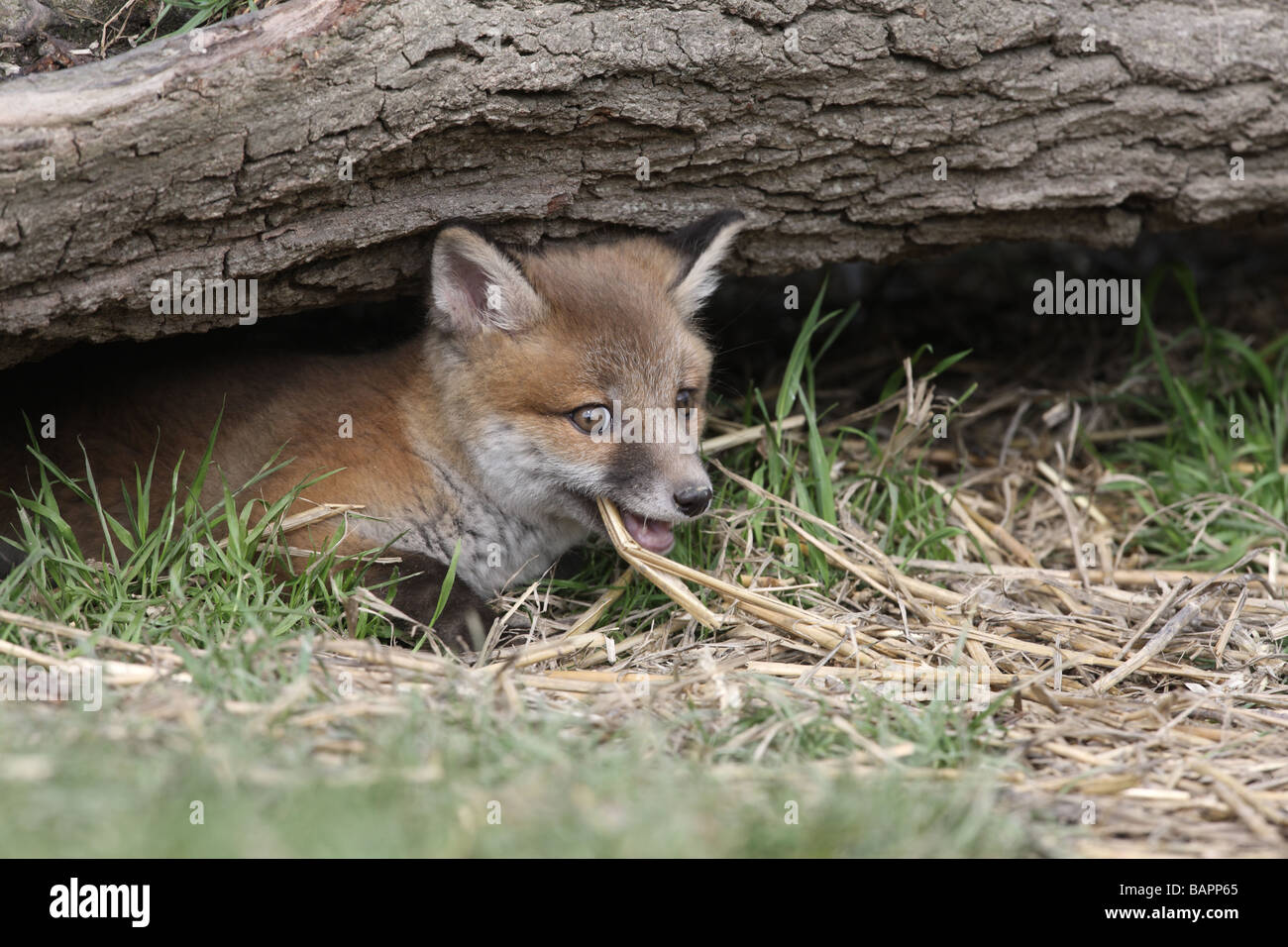 Red fox cub uk hi-res stock photography and images - Alamy