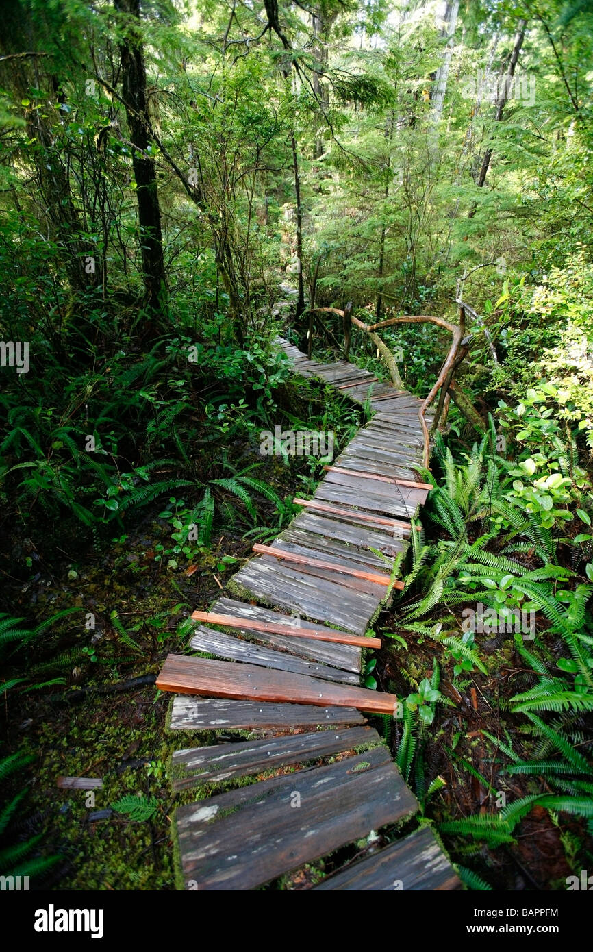 Meares island tree hi-res stock photography and images - Alamy